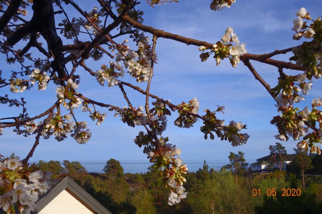 Risør Bed & Breakfast, Randvik Strand in Risør - Tripcombined